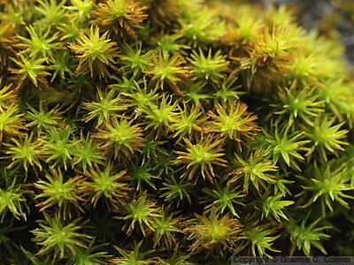 Syntrichia ruralis - Love Your Planet